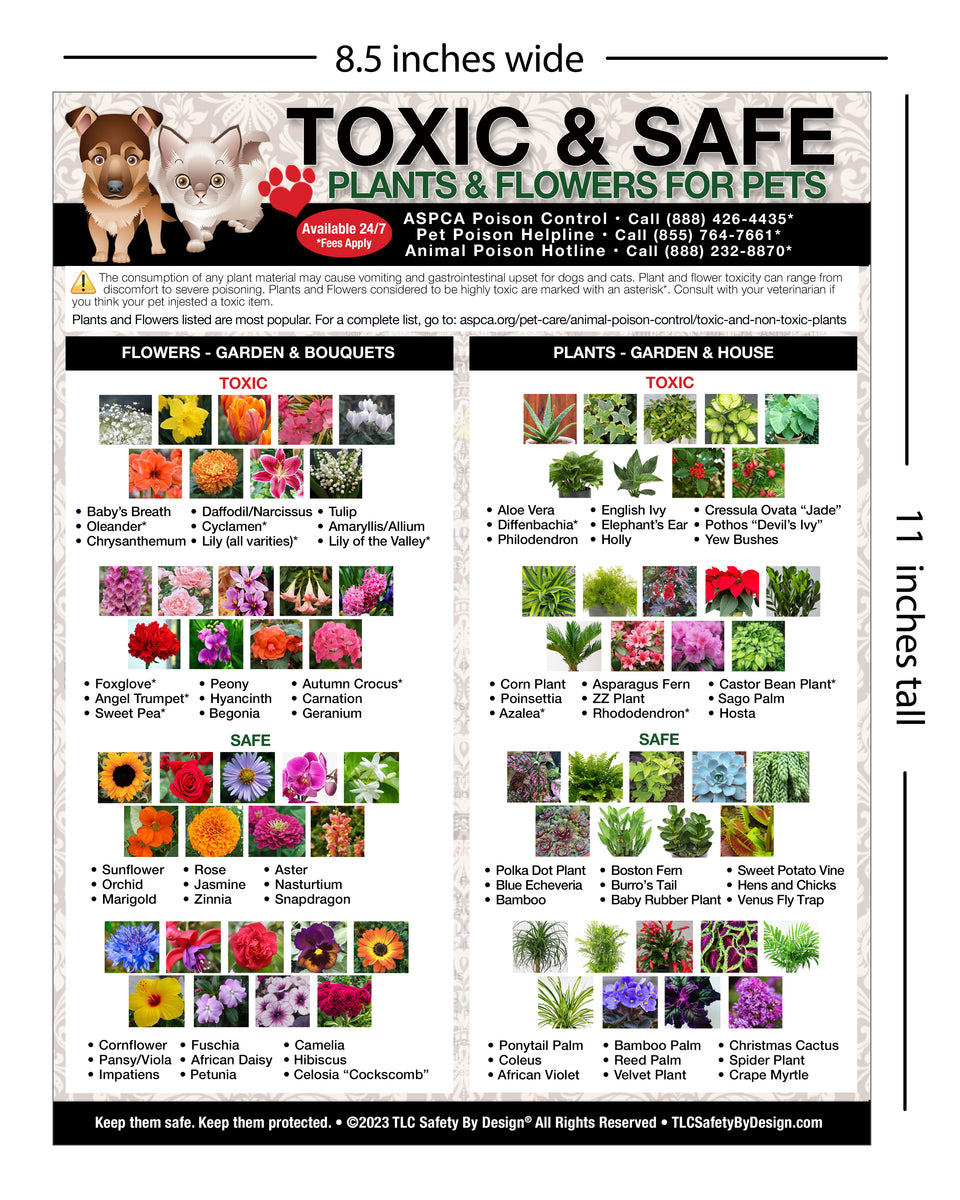TOXIC and SAFE FOODS PLANTS FLOWERS for Pets Fridge Safety Magnet Set ...